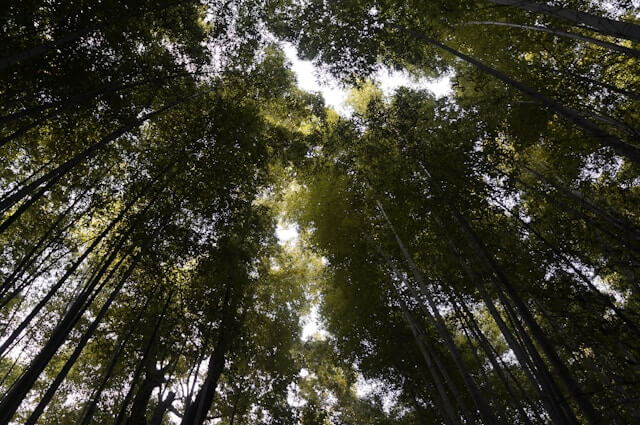 Trees are Life, But Are Trees a Renewable Resource? | The Interfaith ...