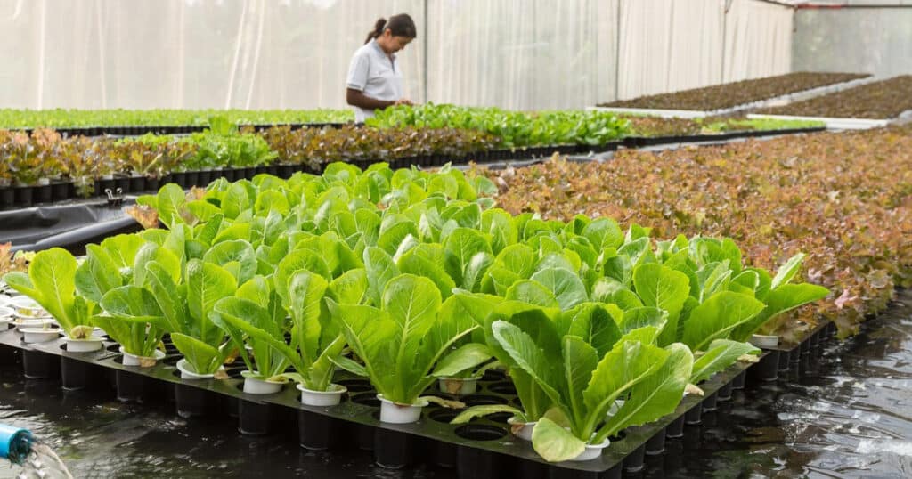 Understanding The Enormous Benefits of The Aquaponics System | The ...