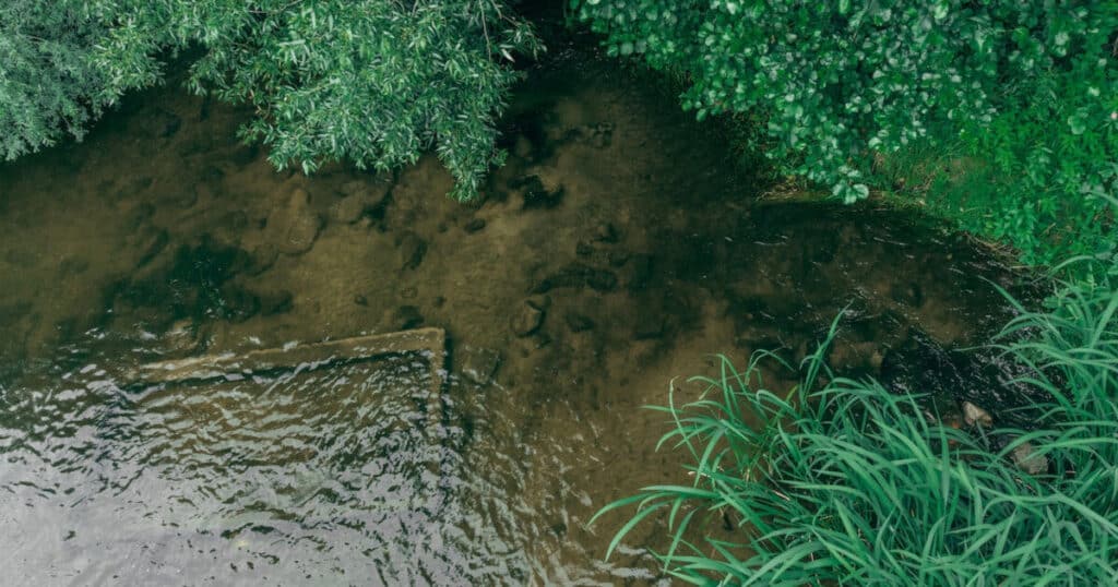 Nutrient Pollution Is Destroying Our Aquatic Ecosystems | The ...