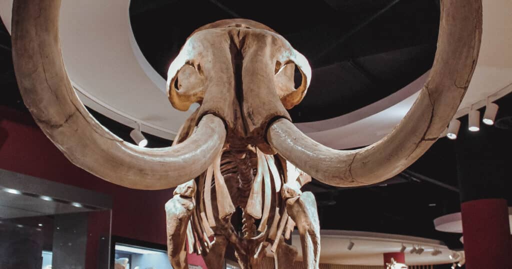 Should Humanity Be Resurrecting Extinct Species Through De Extinction ...