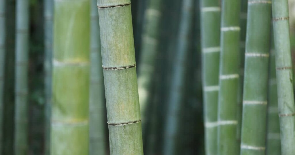 The Divine Versatility of Bamboo: Embracing Sustainability and Spirituality