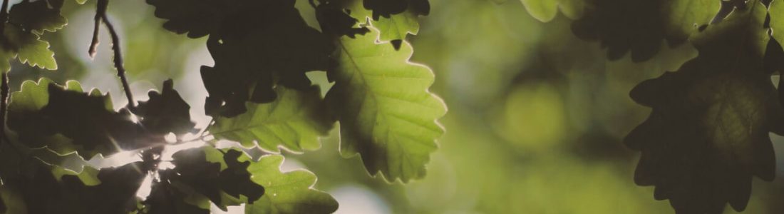 Honoring and Protecting the Oaks of Mamre: Genesis 18:1-10a | The ...